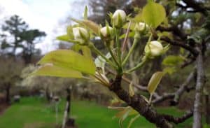Self Pollinating Pear Trees (17 Pear Varieties That Self Pollinate ...