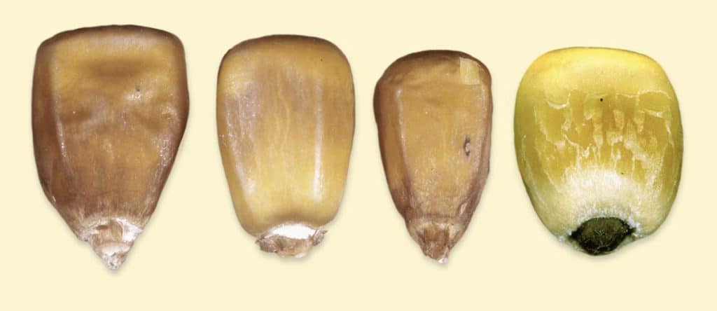 Advantages and Disadvantages Of Hybrid Seeds (Pros & Cons) – greenupside