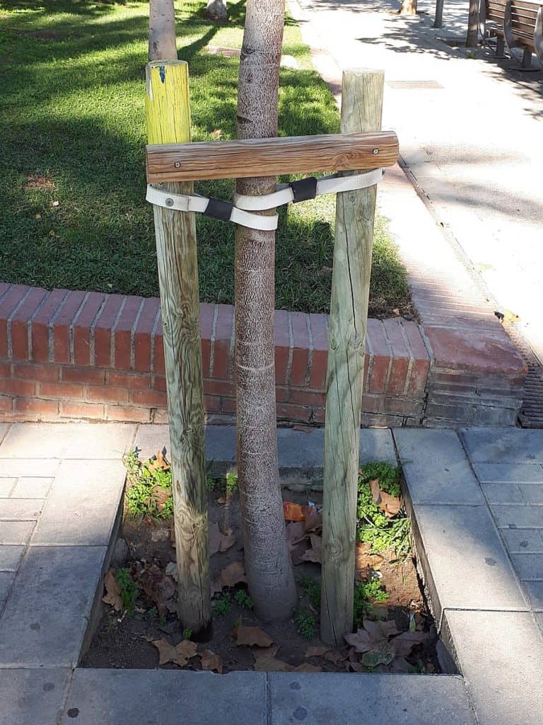 How To Protect Trees And Shrubs From Heavy Snow (9 Things To Know ...