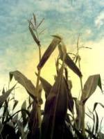 How Tall Does Corn Grow? – GreenUpside – Learn how to grow a green ...