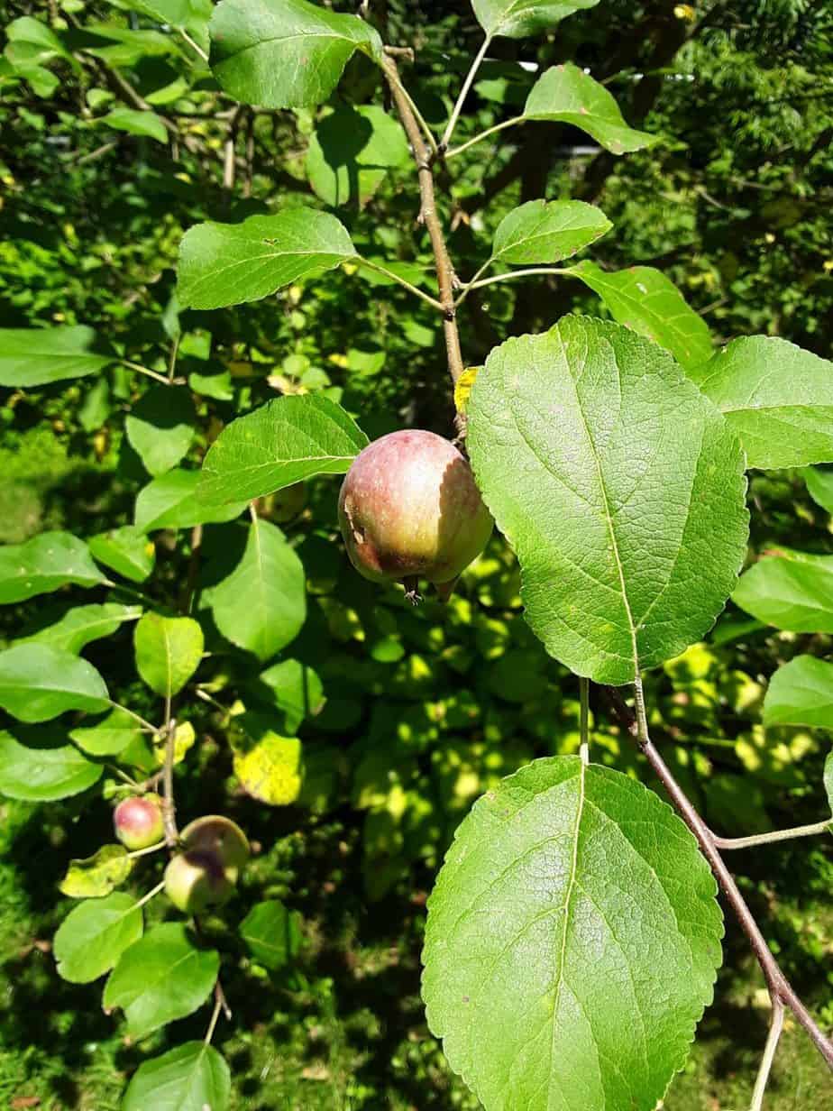 Food Forests (What They Are & How To Plant) – greenupside