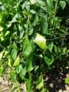 What Kind Of Worms Eat Pepper Plants? (Look Out For These 5) – greenupside