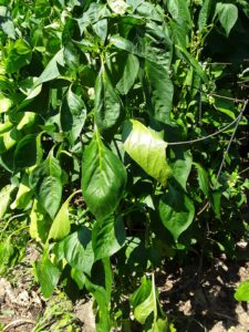 Protect Pepper Plants From Cold & Frost (11 Tips You Should Know ...