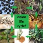 Can You Plant Onions That Have Sprouted? (4 Steps to Take) – greenupside