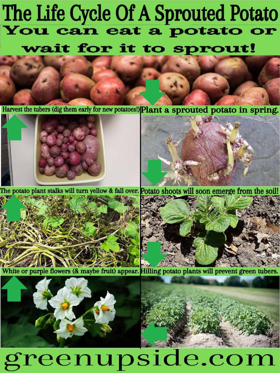 Life Cycle Of A Sprouted Potato – GreenUpside – Learn how to grow a ...