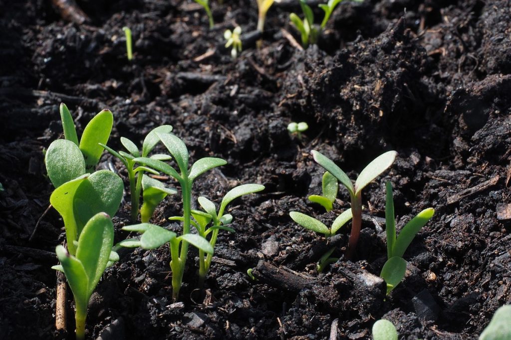 Seed Starting Guide (8 Key Steps to Start Your Garden The Right Way ...