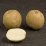 What Is An Heirloom Potato? (3 Things To Know & 15 Varieties) – greenupside