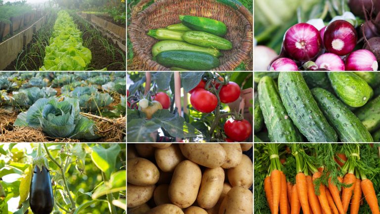 The Best Vegetables To Grow Shared By 60 Gardening Bloggers – greenupside
