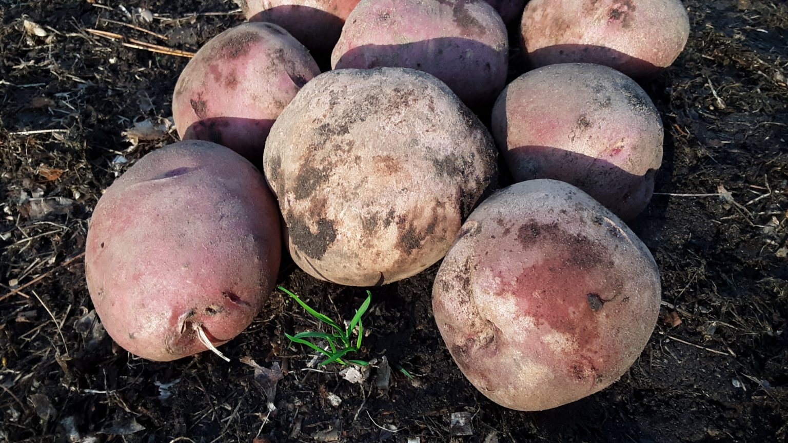 Growing Red Potatoes (17 Red Potato Varieties To Try) – GreenUpside ...