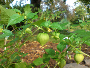 What Is Ground Cherry? (5 Key Things To Know) – greenupside