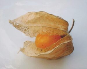 What Is Ground Cherry? (5 Key Things To Know) – greenupside