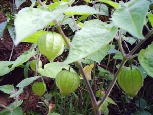 What Is Ground Cherry? (5 Key Things To Know) – greenupside